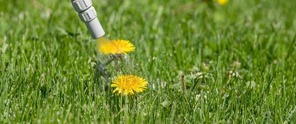 Weed Control | New Smyrna Beach, Port Orange & Ponce Inlet, FL | Leafy ...